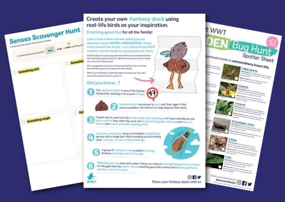 WWT's Bite-Size Activity Resources | The School Trip