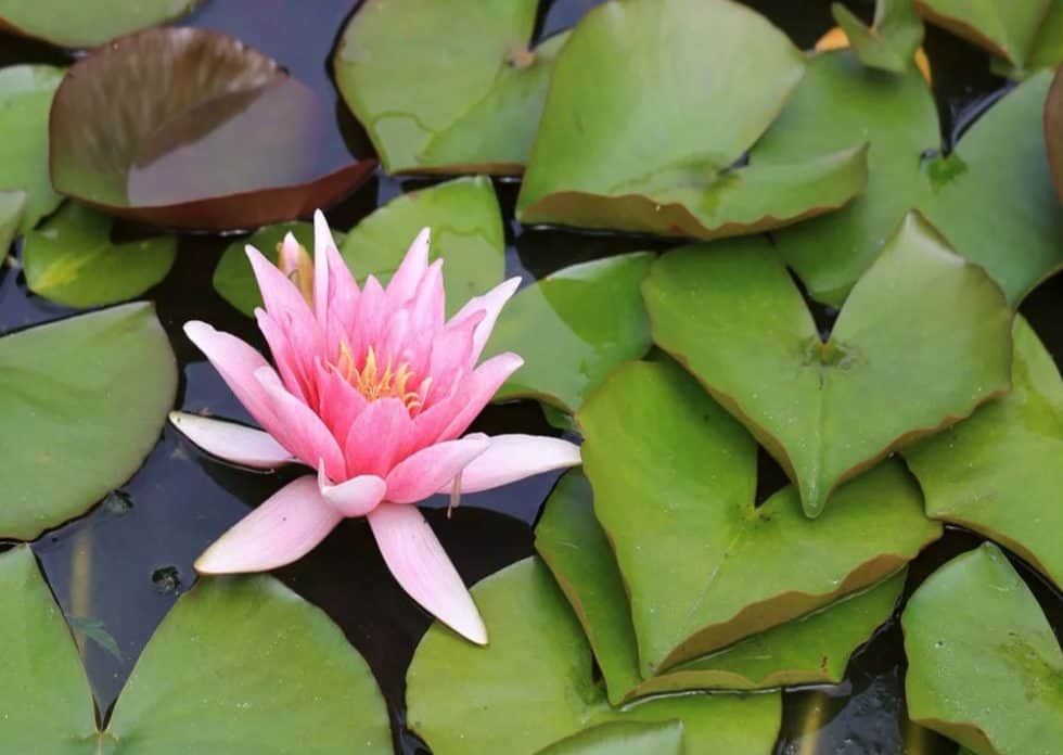 WWT's Plants Resources | The School Trip