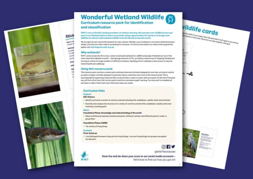 WWT's Wonderful Wetland Wildlife Resources | The School Trip