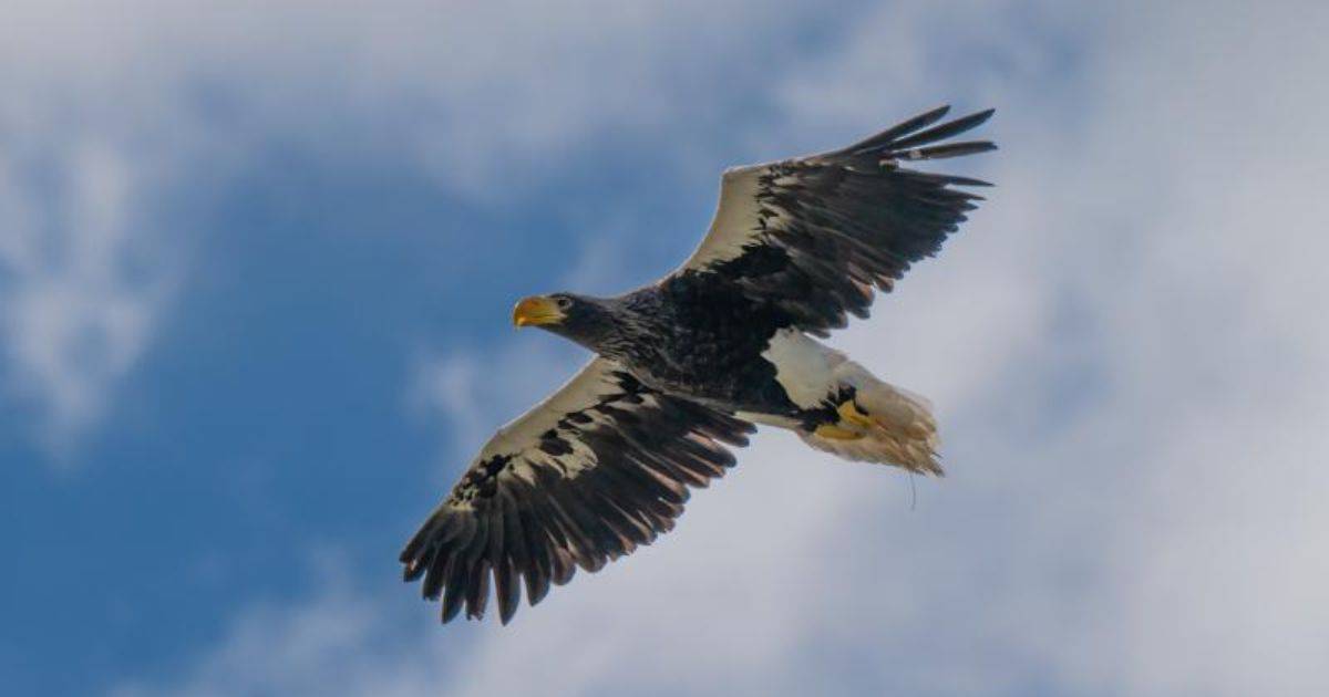 Plan Your School Trip To Eagle Heights Wildlife Foundation